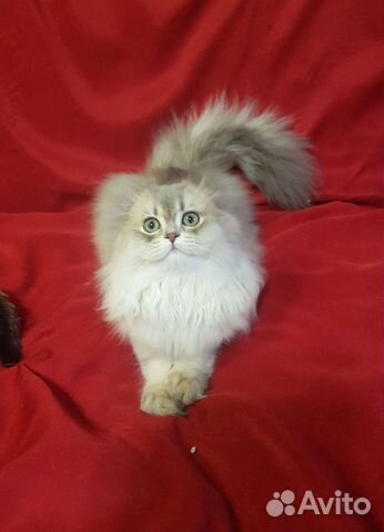 Элитная кошечка