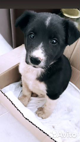 Щенки-очаровашки