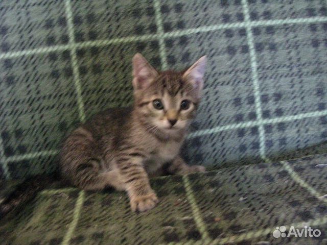 Микротигренок в добрые руки