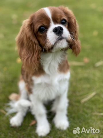 Кинг чарльз спаниель мальчик. Клубный плановый. 5