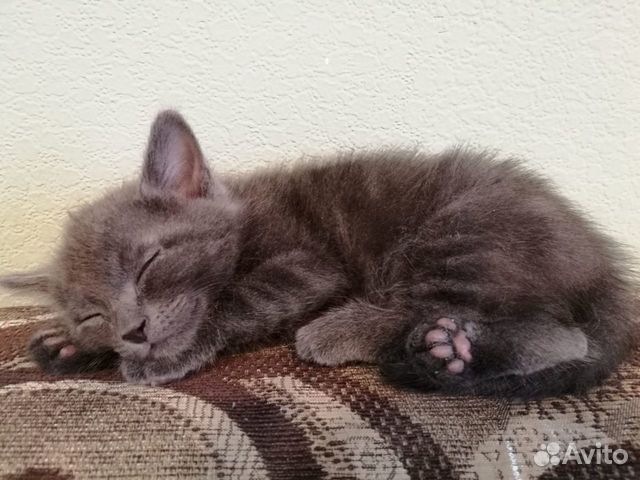 Британские котята