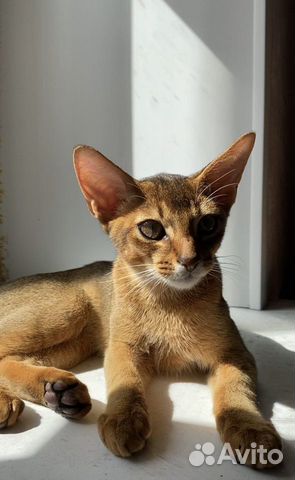 Абиссинский кот