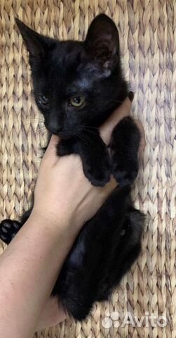 Котенок Браун ищет дом