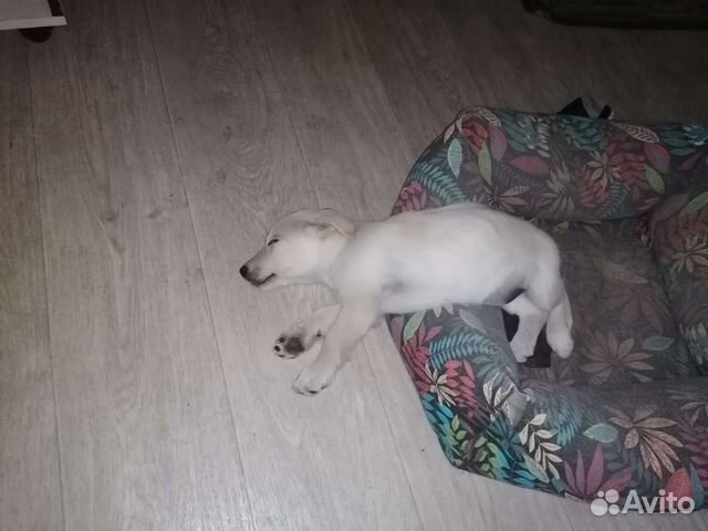 Собаки бесплатно