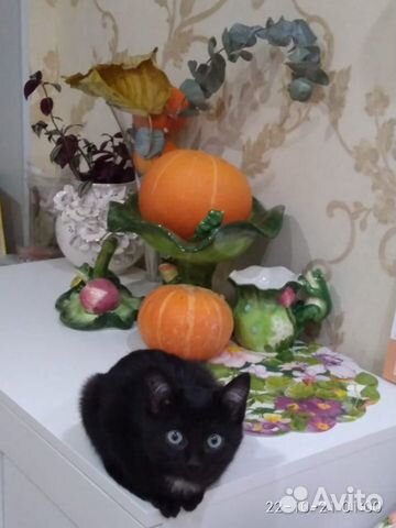 Чудо-расчудесное