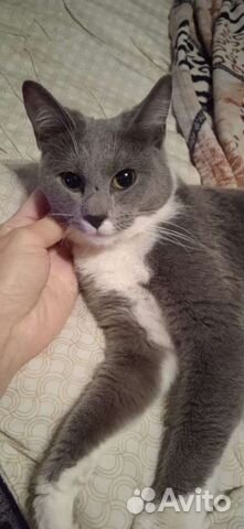 Русская голубая
