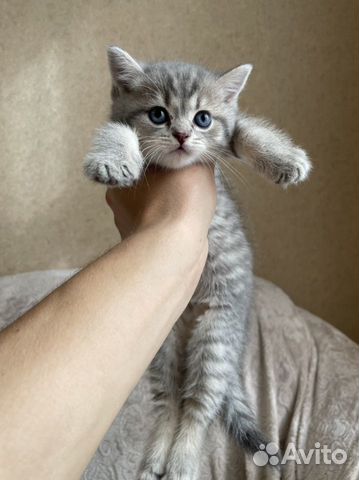 Британский прямоухий котёнок