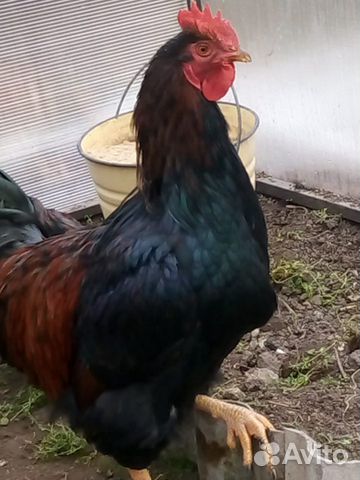 Петух породы барневельдер