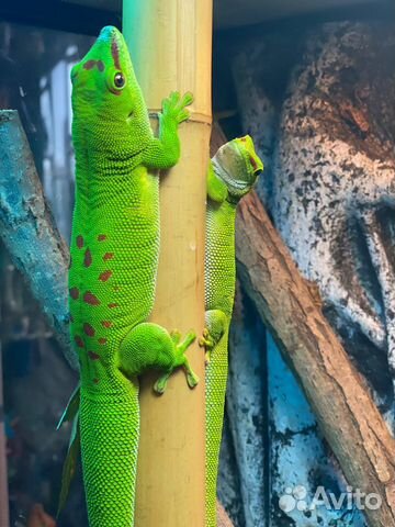 Фельзума мадагаскарская