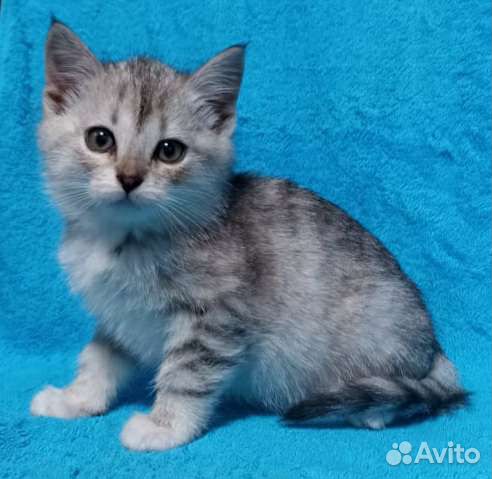 Котенок Вика Кошечка-вискас Спасеныш 1,5 мес