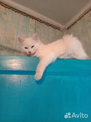 Добрым котятам ищем хозяев