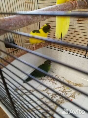 Птенцы попугаев кокариков