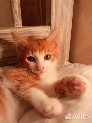 Котёнок рыжий мальчик 1.5 месяца
