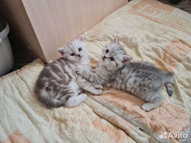 Кошка шотландская котята