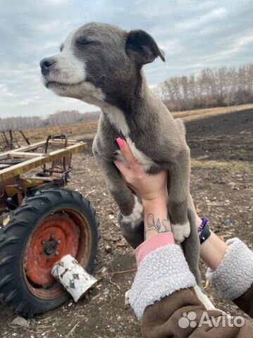 Стаффордширский терьер