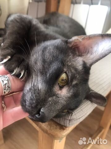 Ориентальный кот вязка