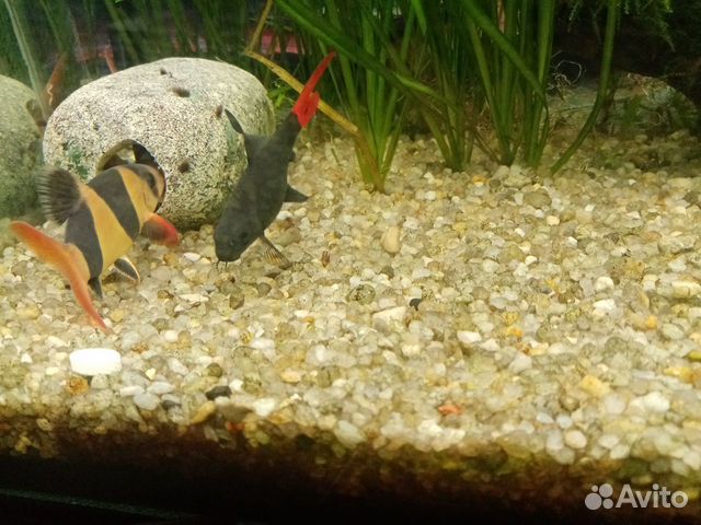 Боция клоун и лабео биколор