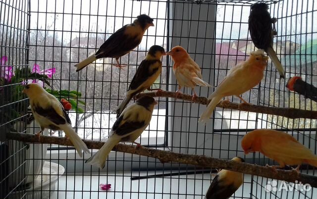 Кенара и канарейки