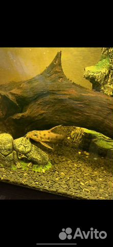 Сом, сомик, Анциструс