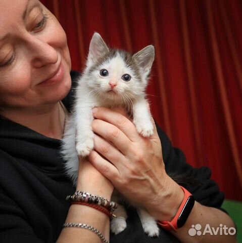 Маленькая девочка котенок в добрые руки