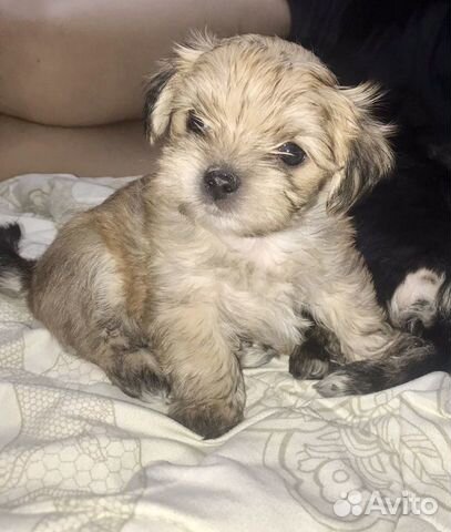 Щенки йорка мини