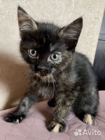 Котёнок девочка