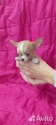 Чихуахуа девочка