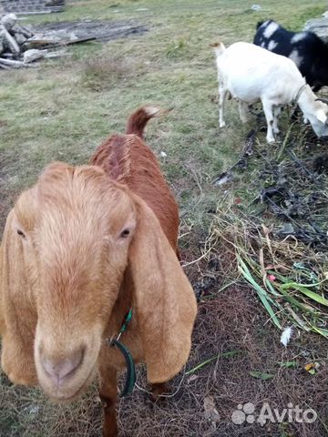 Нубийские козы камори