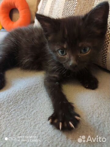 Котенок Блошка