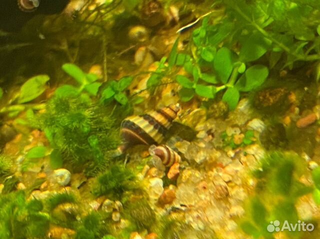 Улитка хелена