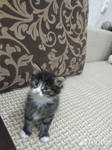 Котенок 1мес мальчик