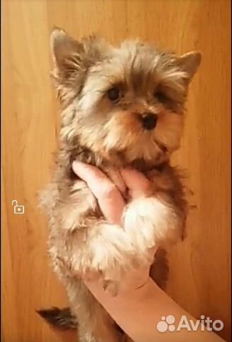 Девочка цветного йорка