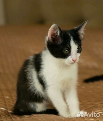 Чудесная котеночка в дар
