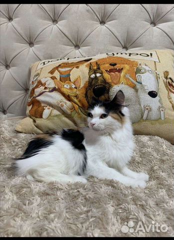 Кошечка в добрые руки