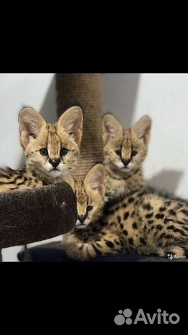 Котята саванна