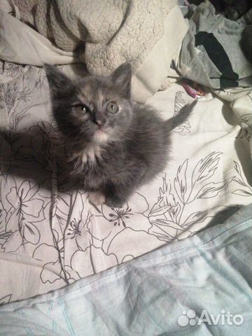Котенок девочка голубого окраса 1,5 мес