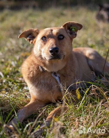 Милая Нори в добрые руки