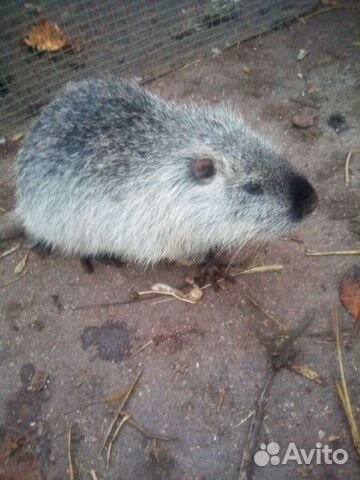 Нутрии на племя