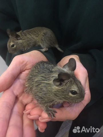 Белочки Дегу