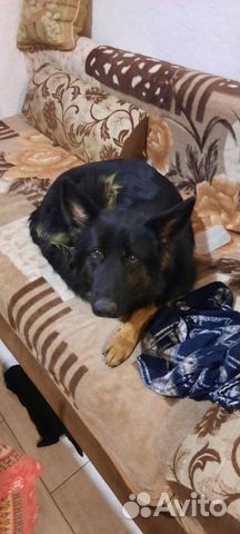 Собака щенки три девочки немцы две тысячи одна