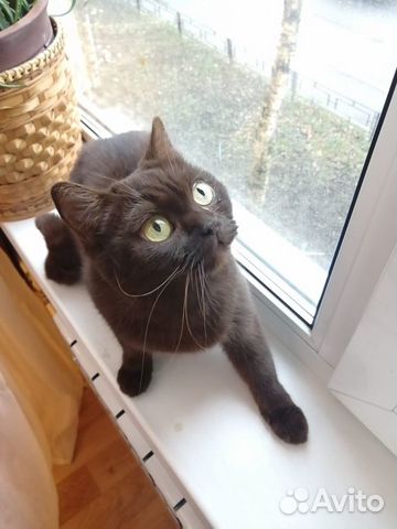 Британская короткошерстная кошка