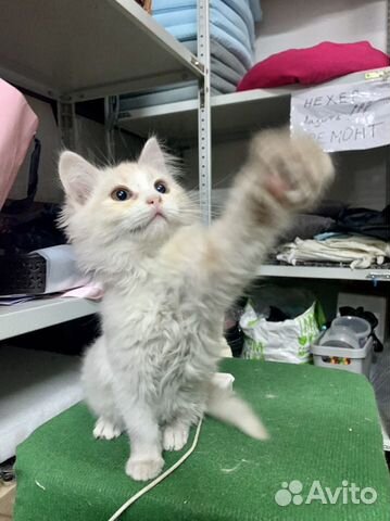 Котенок