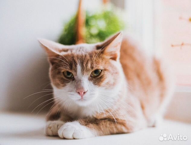 Рыже-белый котенок 6 мес, в дар