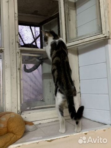 Тигровый окрас (6мес) котенок