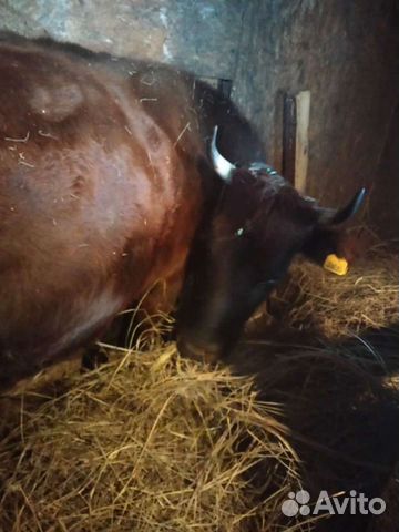 Корова и телка