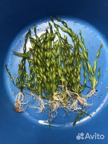 Валлиснерия спиралевидная