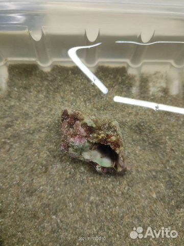 Рак отшельник