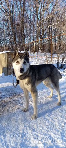 Сибирский хаски