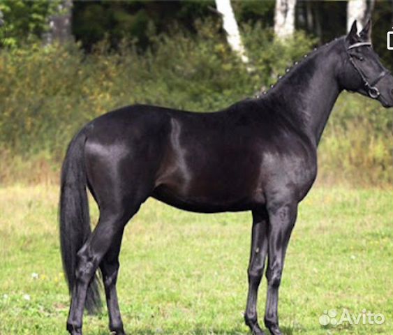 Жеребец -‘ русская рысистая ‘