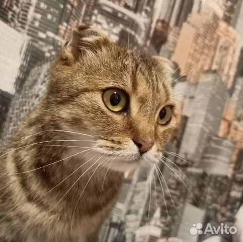 Кошка вислоухая британка